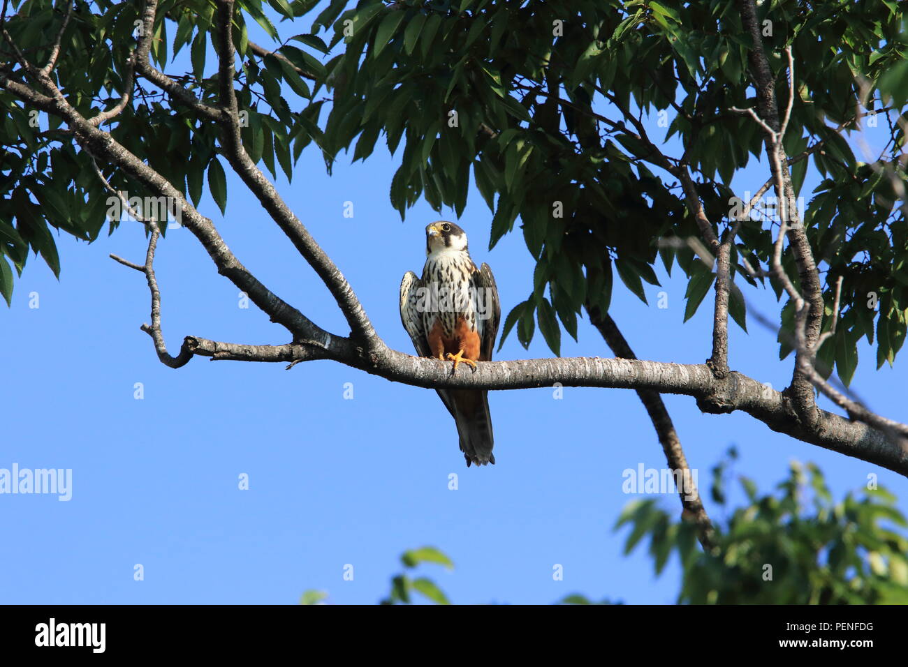Eurasian hobby (Falco subbuteo) in Japan Stock Photo - Alamy