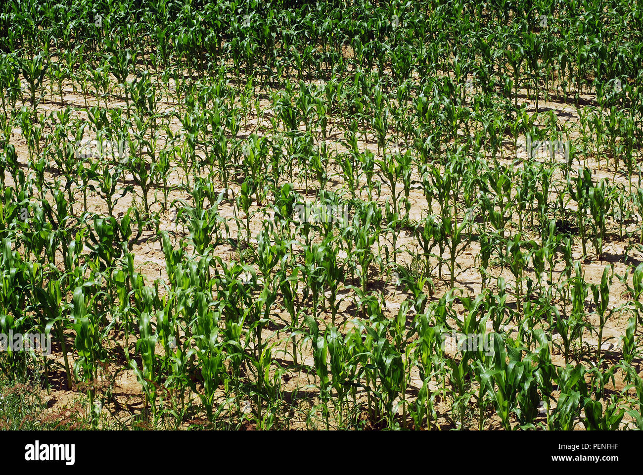 drought over a corn field Stock Photo - Alamy