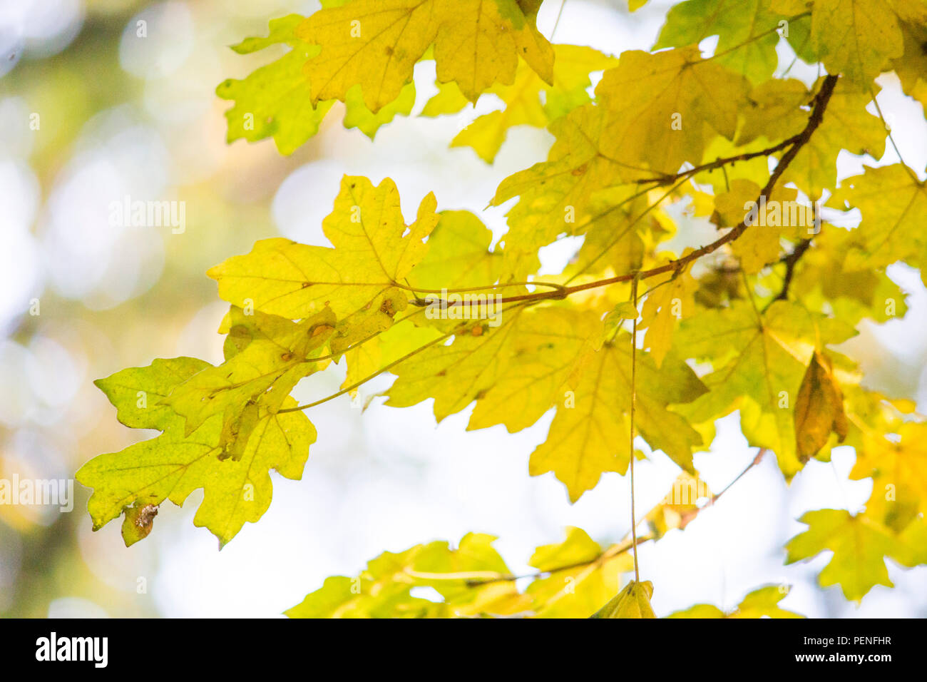 Autumn leaves. Beautiful yellow maple leaves. Tree branches in autumn Stock Photo - Alamy