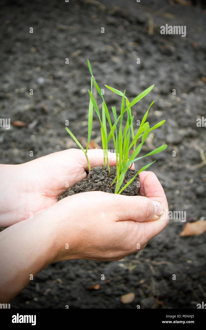 Hands sprout in one hi-res stock photography and images - Alamy