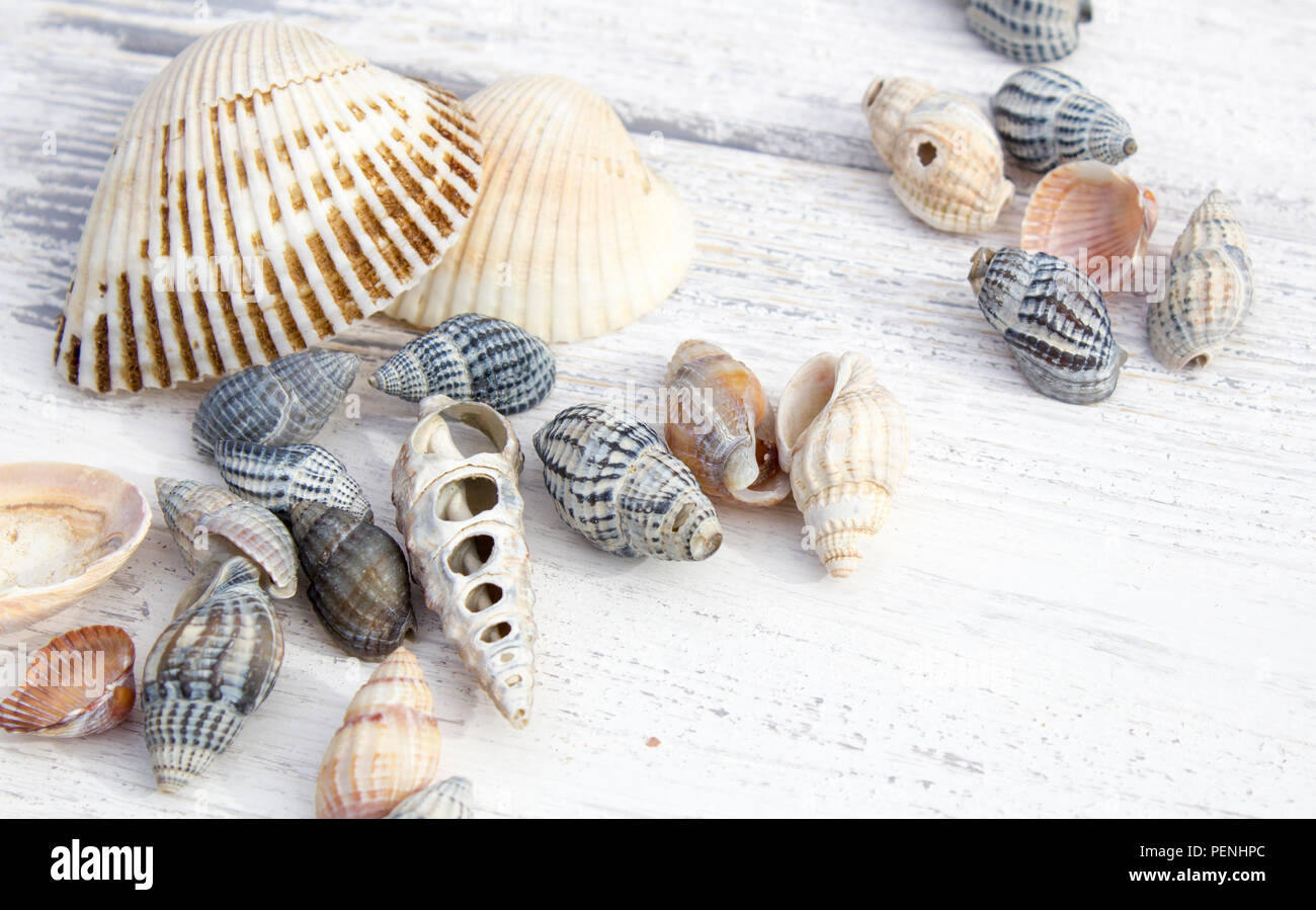 Sea shells on a white wooden background Stock Photo - Alamy