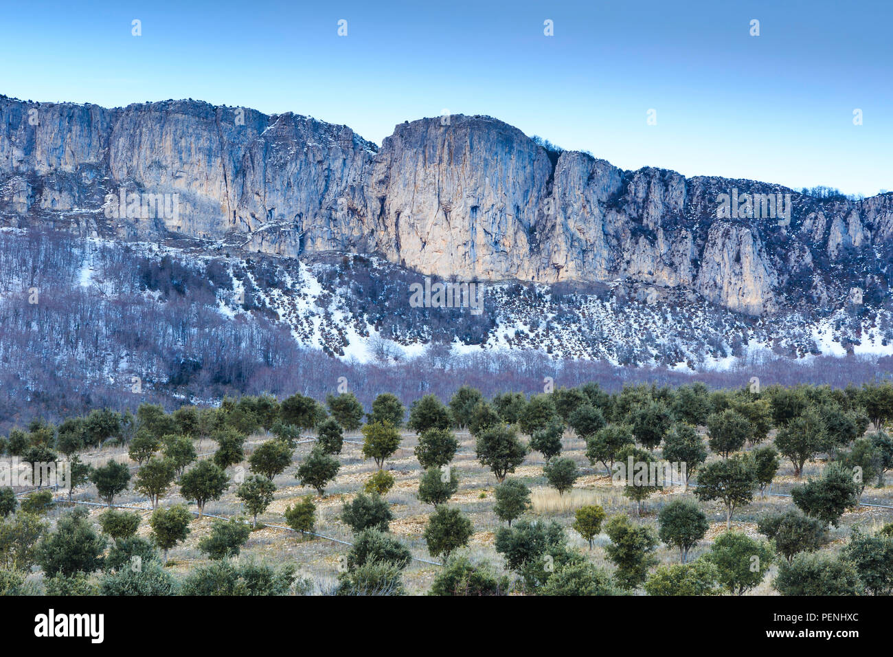 Mountain range in winter and olive trees Stock Photo - Alamy