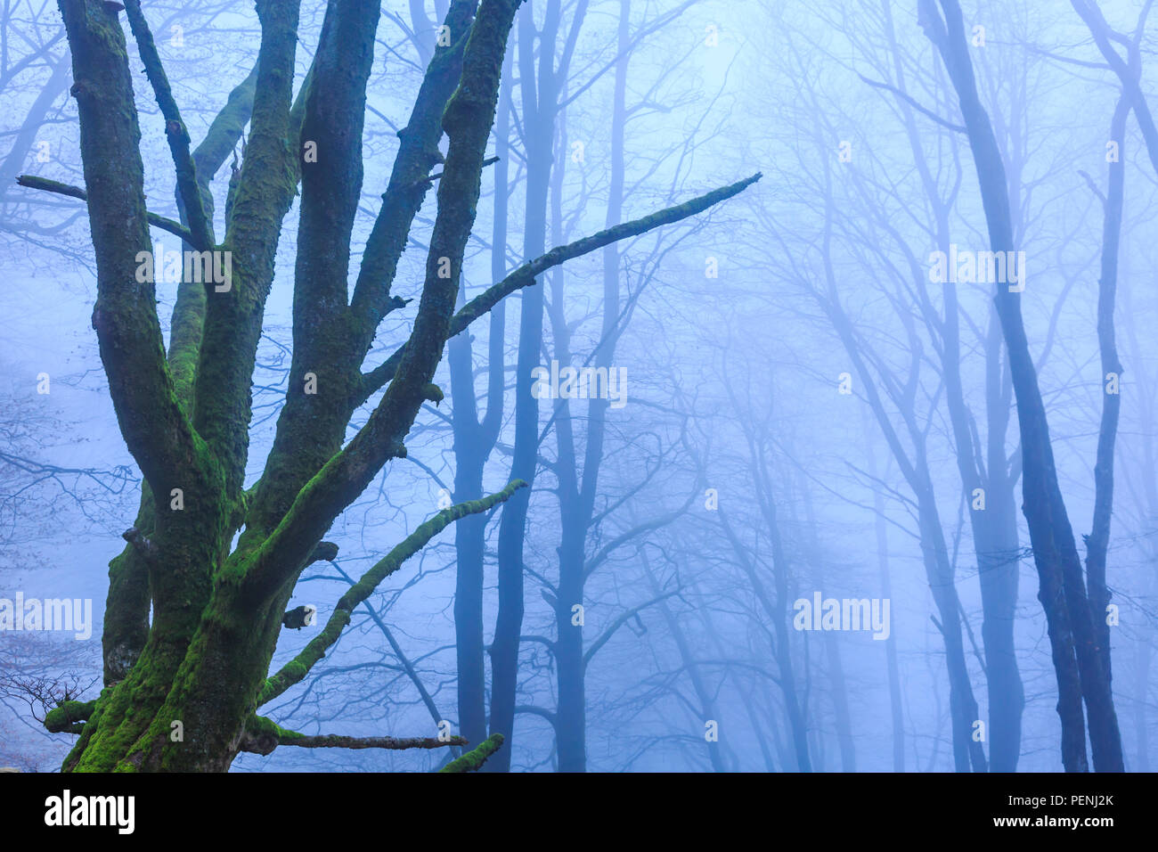 Woodland mist hi-res stock photography and images - Alamy
