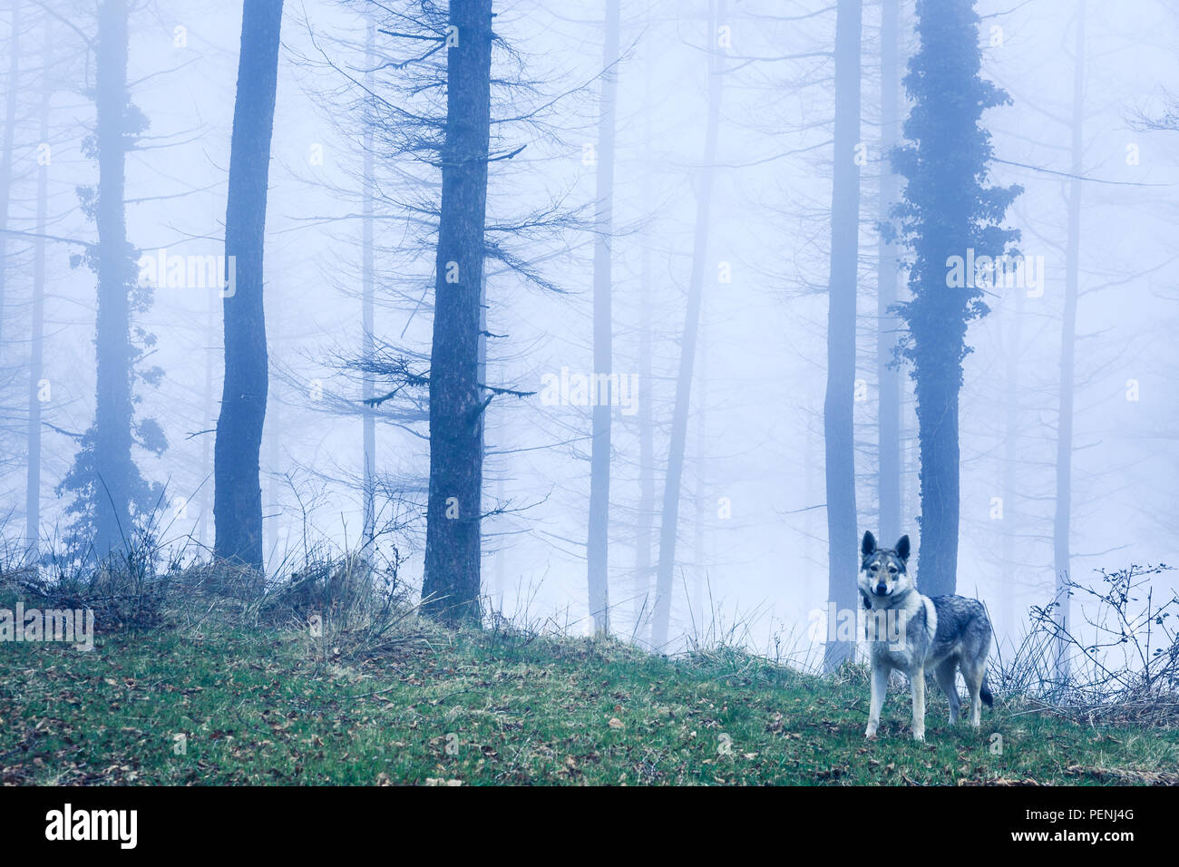 Timberland wolf hi-res stock photography and images - Alamy