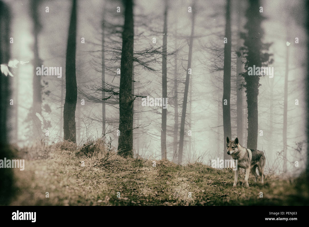 Wolf in mist hi-res stock photography and images - Alamy