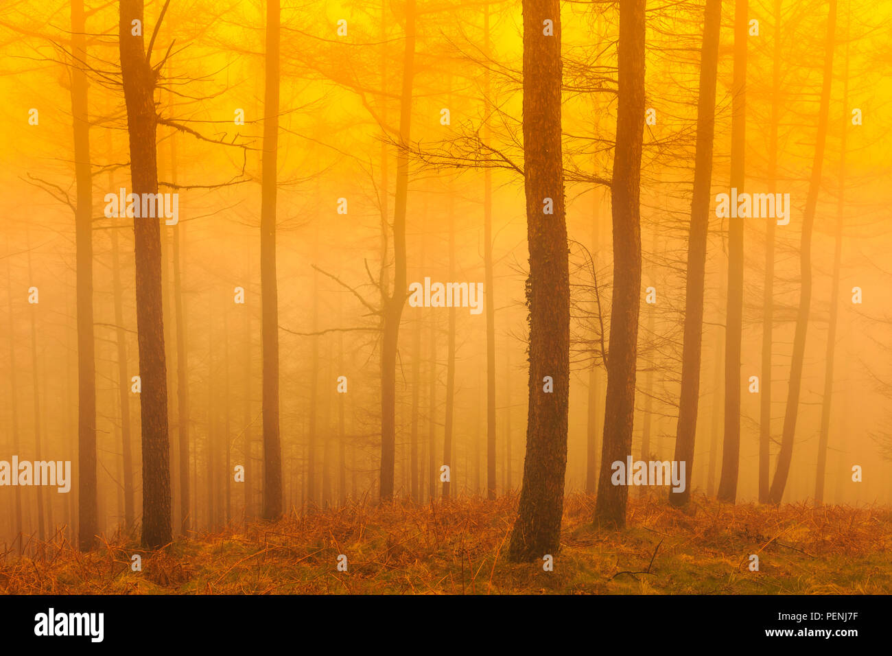 Beechwood in the mist Stock Photo - Alamy