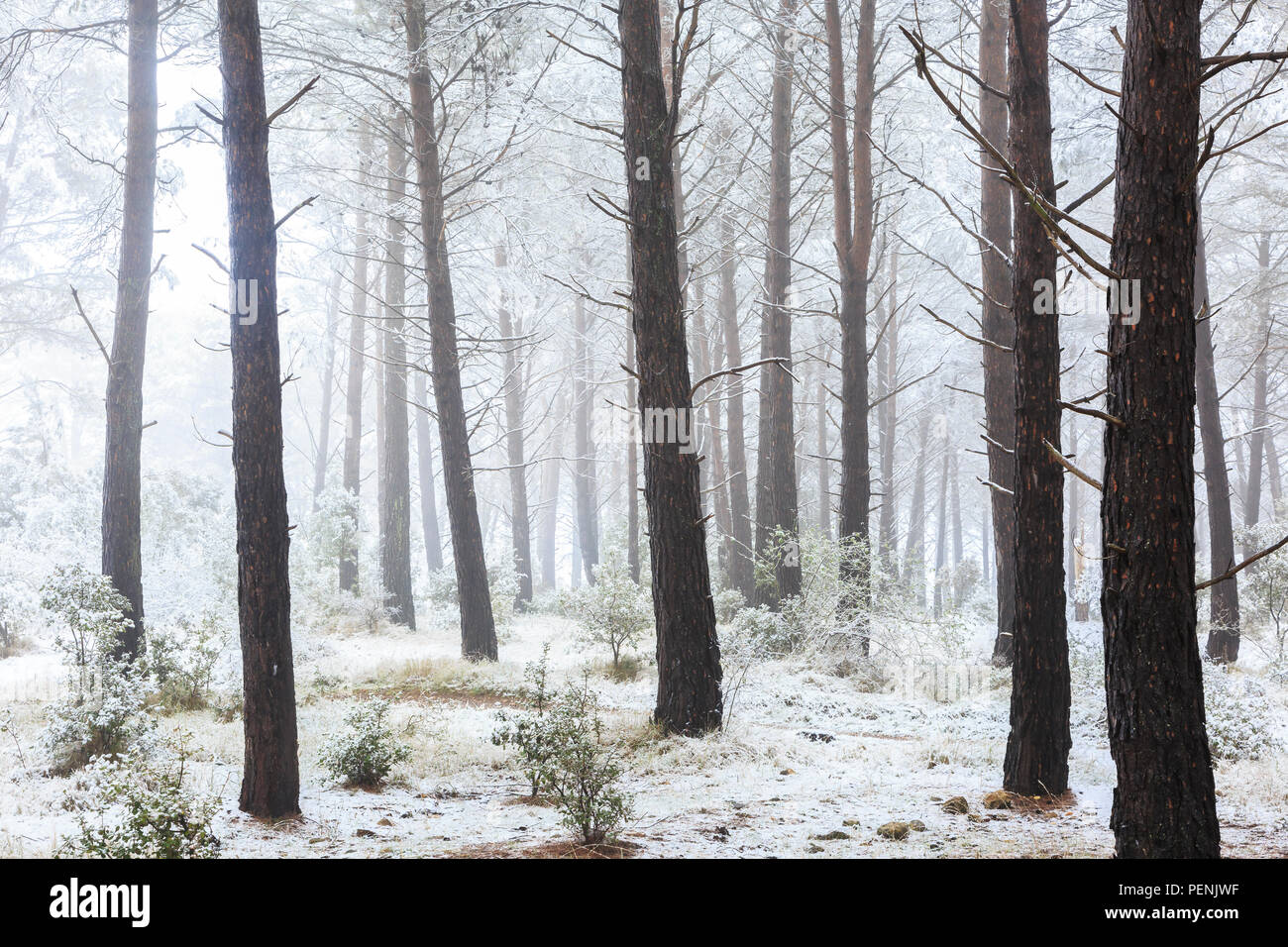 Conifers with snow hi-res stock photography and images - Alamy
