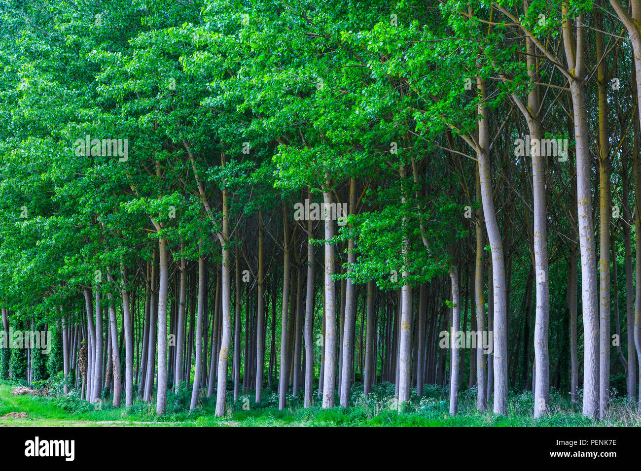 Poplar trees leaves hi-res stock photography and images - Alamy