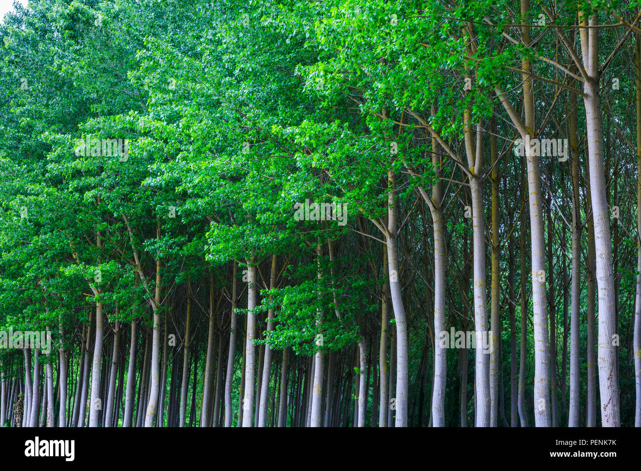 Poplar trees leaves hi-res stock photography and images - Alamy