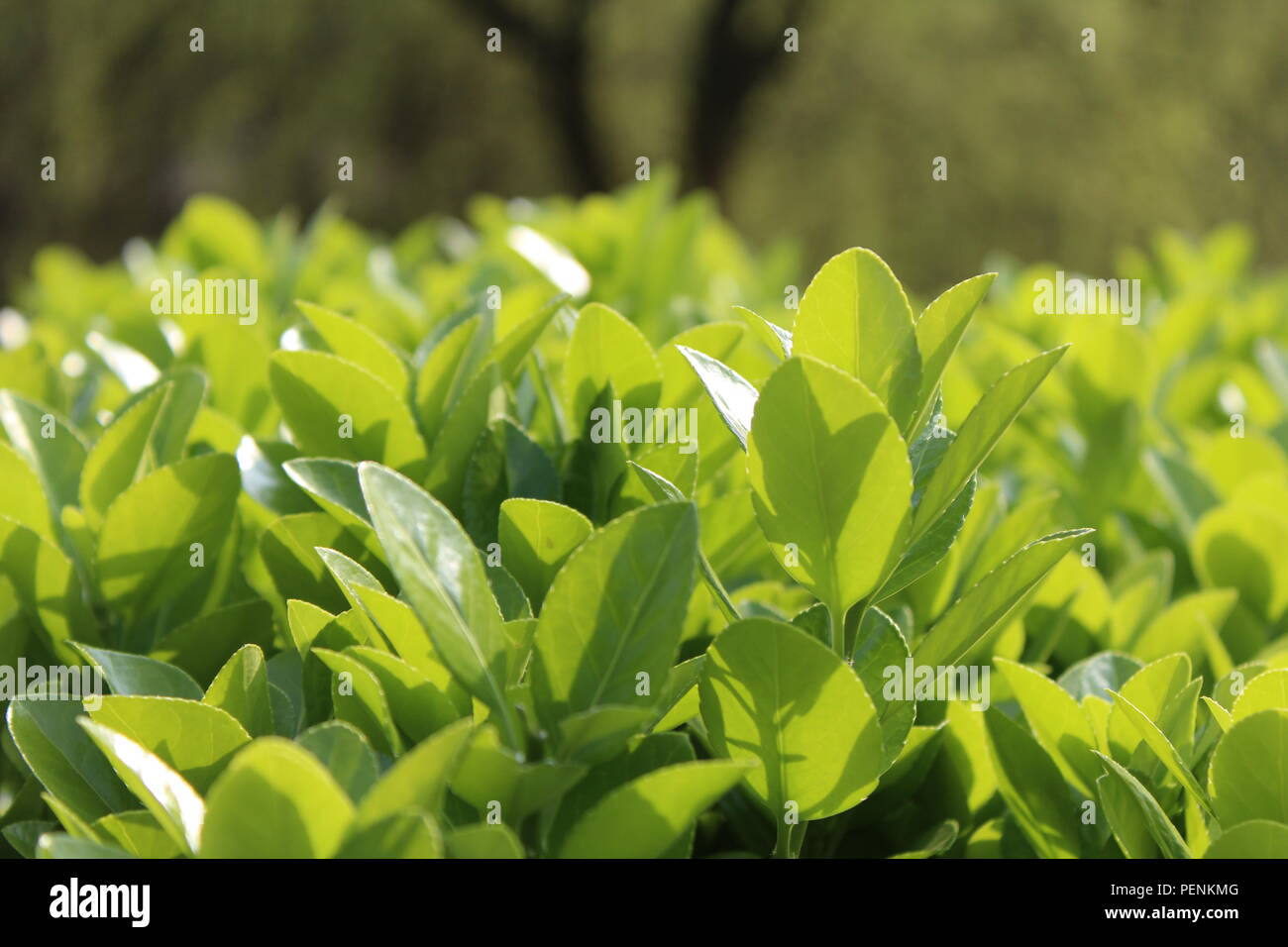 Lush leaves hi-res stock photography and images - Alamy