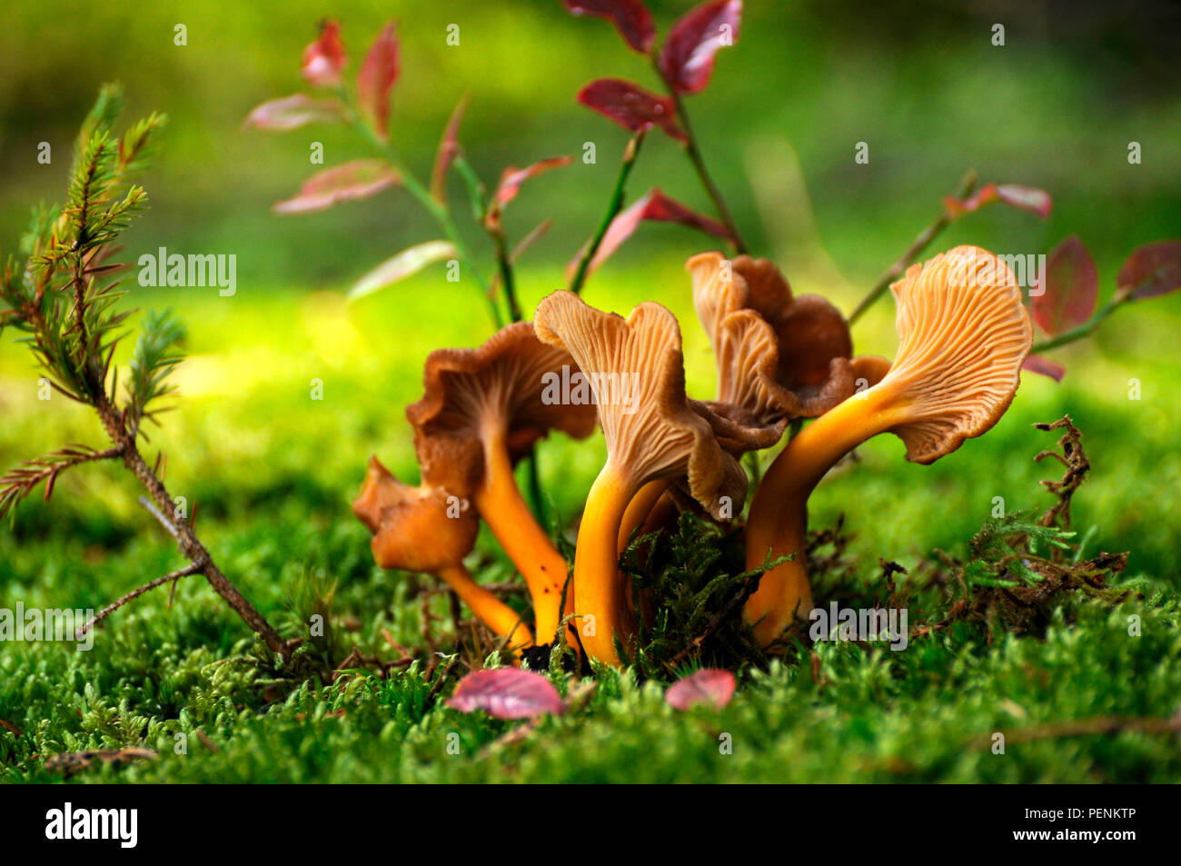 Winter Chanterelle (Craterellus tubaeformis Stock Photo - Alamy