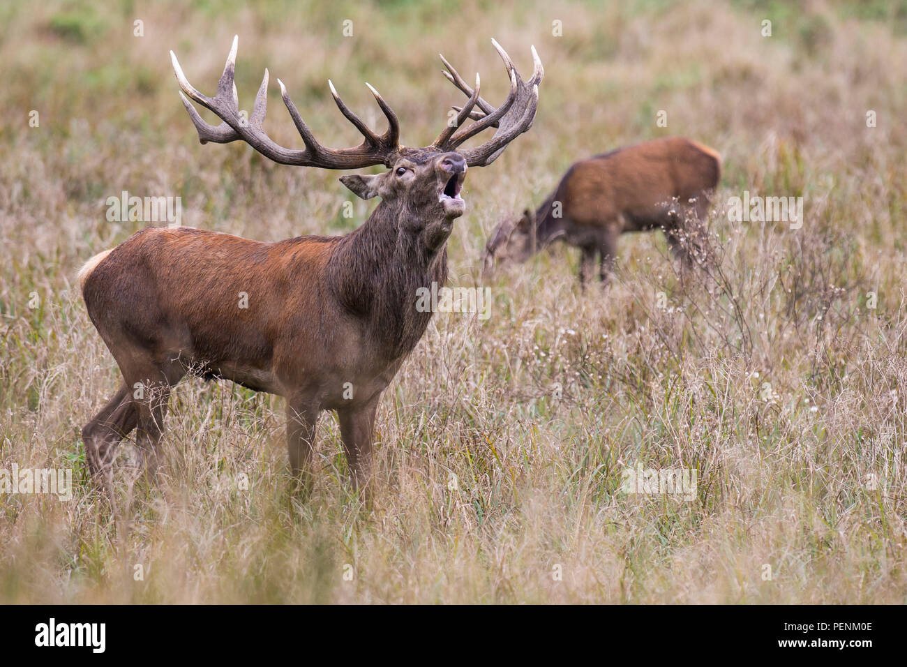 Red deer rutting denmark hi-res stock photography and images - Alamy