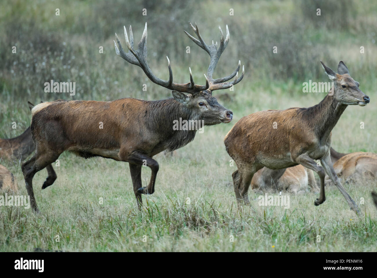 Red deer rutting denmark hi-res stock photography and images - Alamy