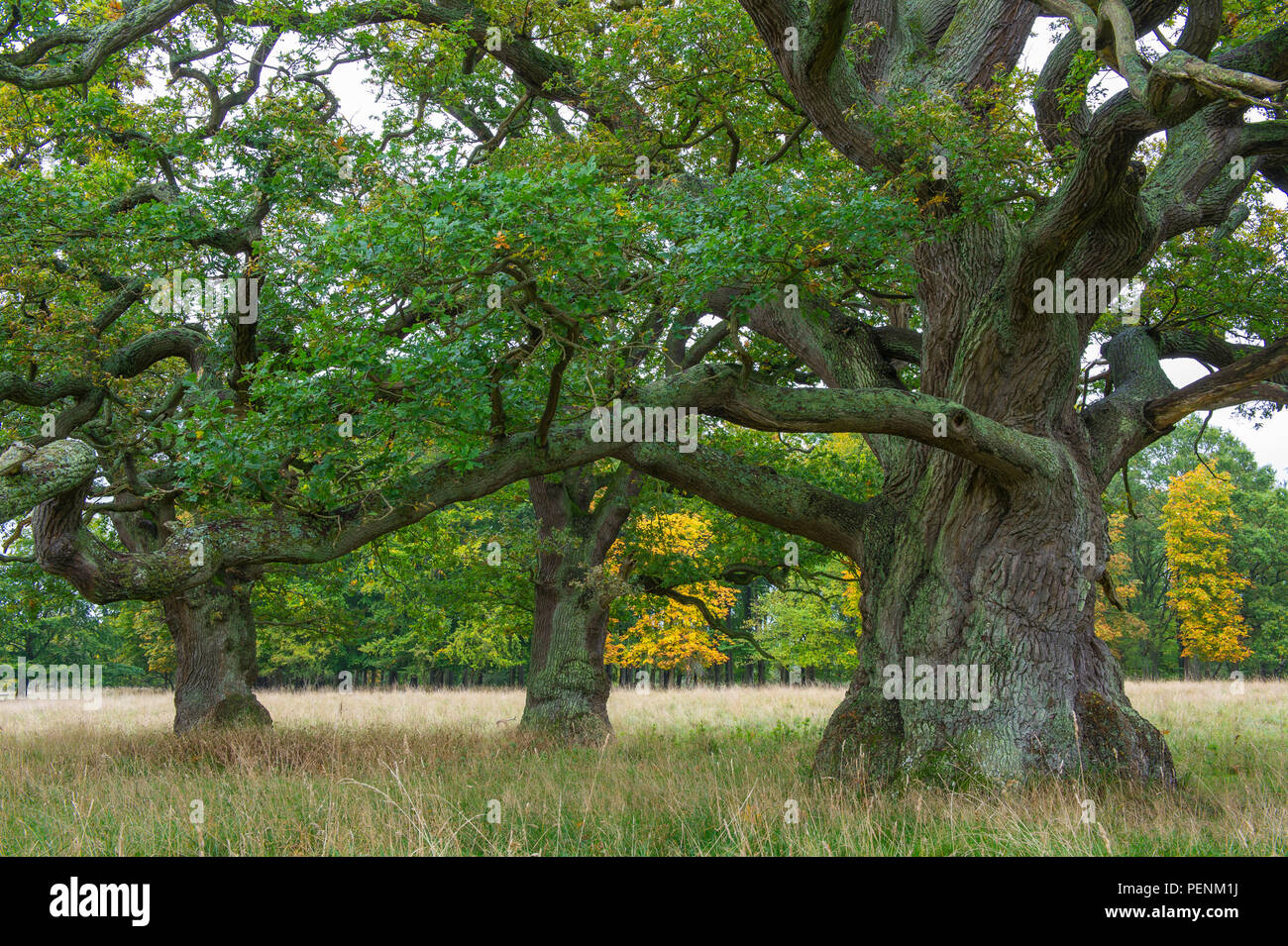 Old oak tree, Copenhagen, Denmark (Quercus spec Stock Photo - Alamy