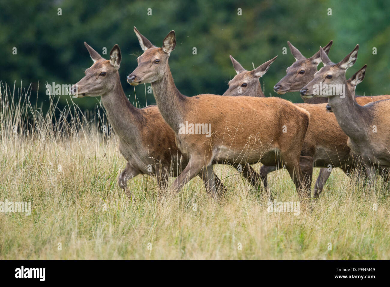 Mammals of denmark hi-res stock photography and images - Alamy
