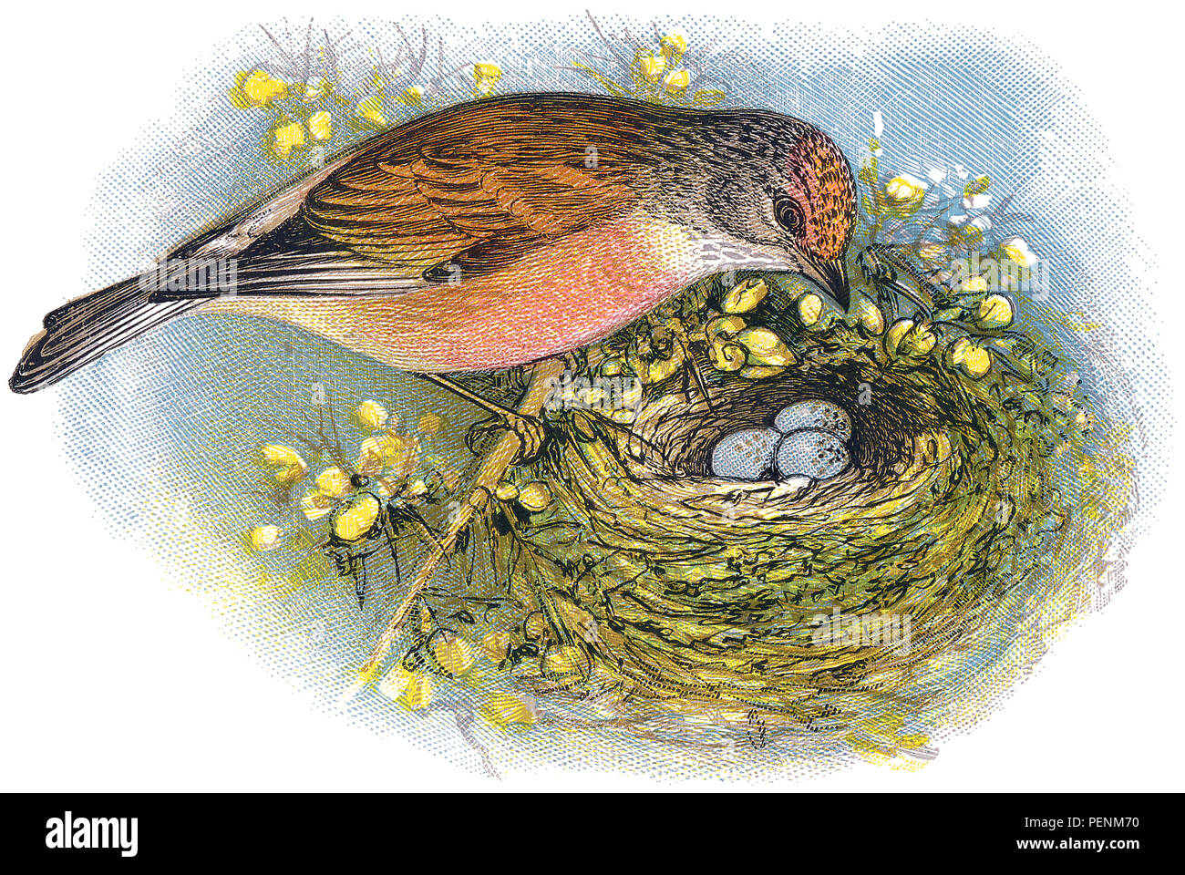 Common linnet victorian hi-res stock photography and images - Alamy