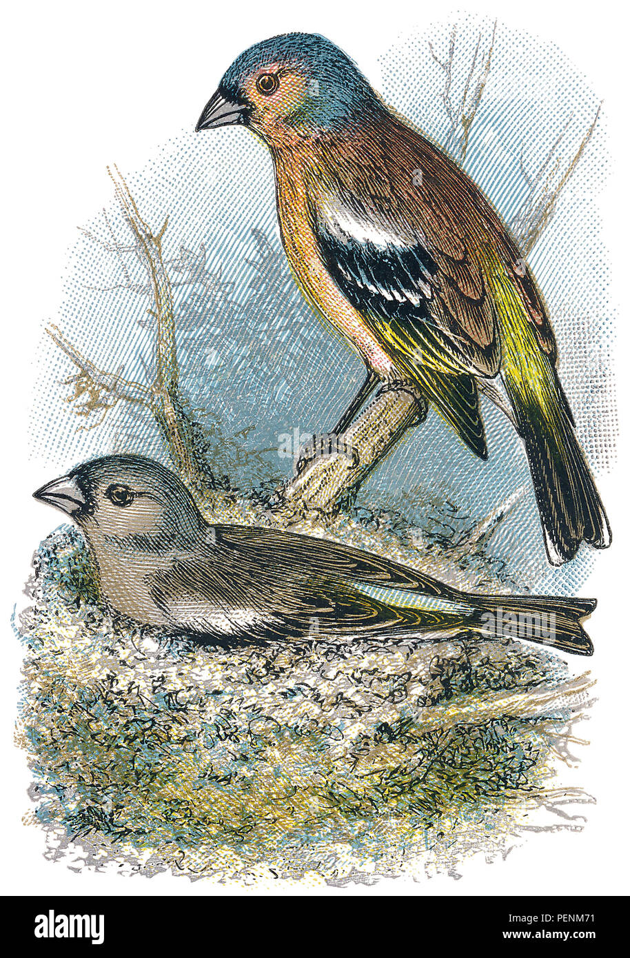 Chaffinch male and female hi-res stock photography and images - Alamy