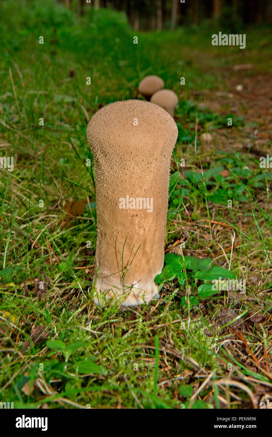 pestle puffball, (Lycoperdon excipuliforme Stock Photo - Alamy