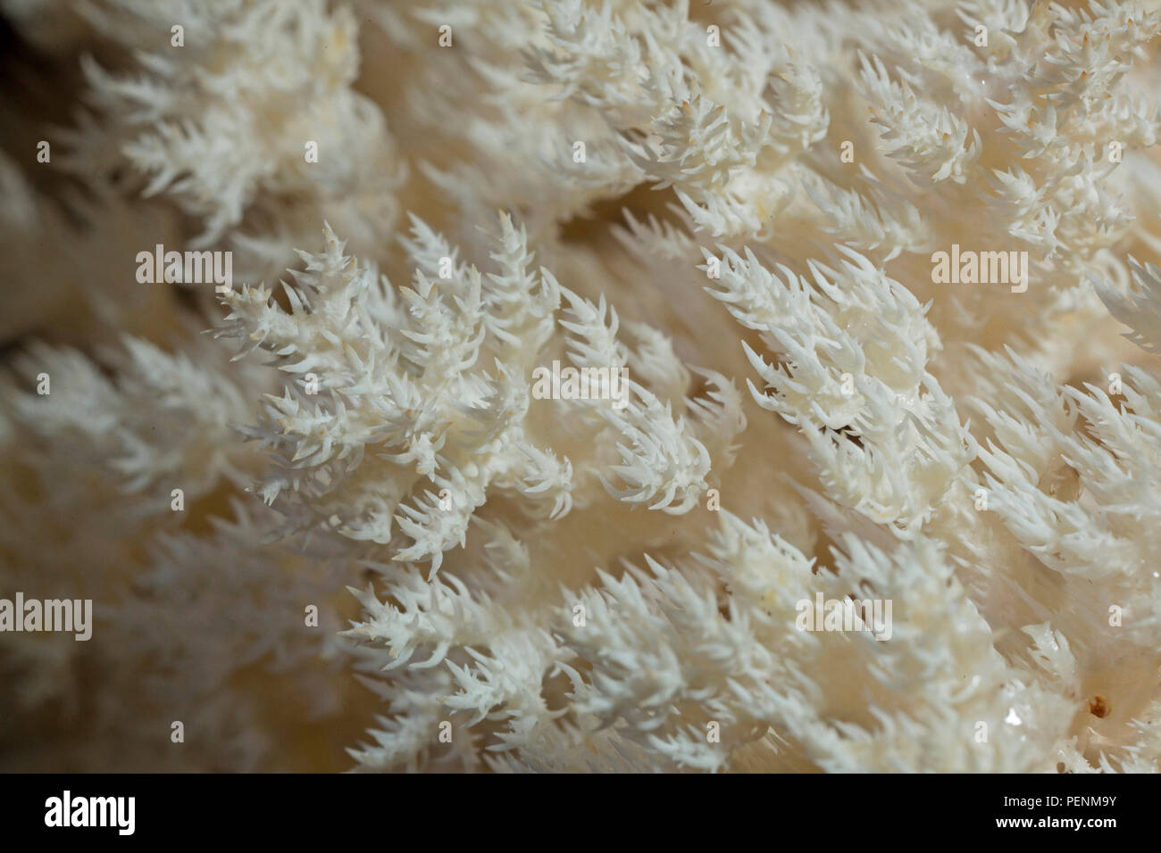 Coral Tooth Fungus, (Hericium coralloides Stock Photo - Alamy Coral Tooth Fungus, (Hericium coralloides Stock Photo - Alamy