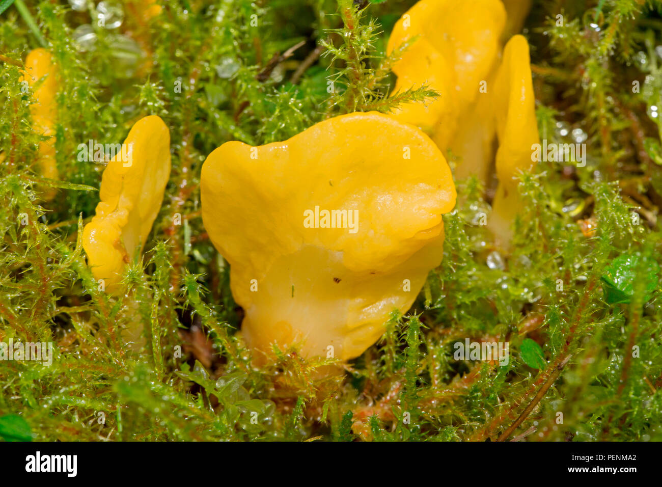 yellow earth tongue, (Spathularia flavida Stock Photo - Alamy