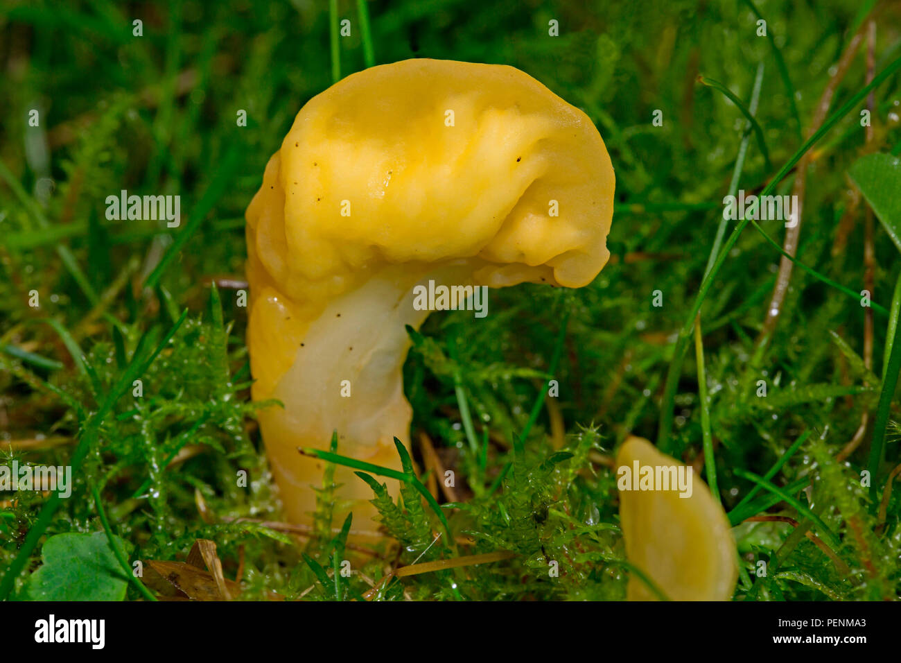 Yellow Earth Tongue High Resolution Stock Photography and Images - Alamy