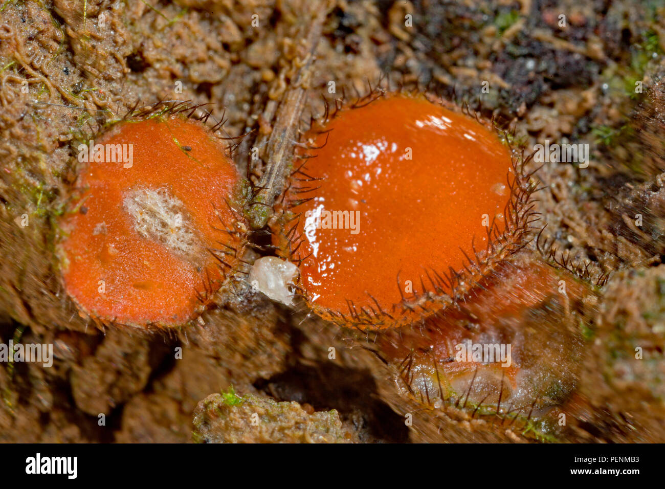 eyelash cup, (Scutellinia scutellata Stock Photo - Alamy