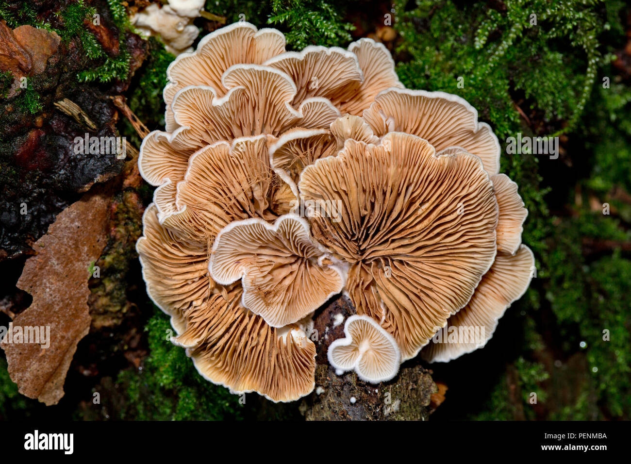 variable oysterling, (Crepidotus variabilis Stock Photo - Alamy