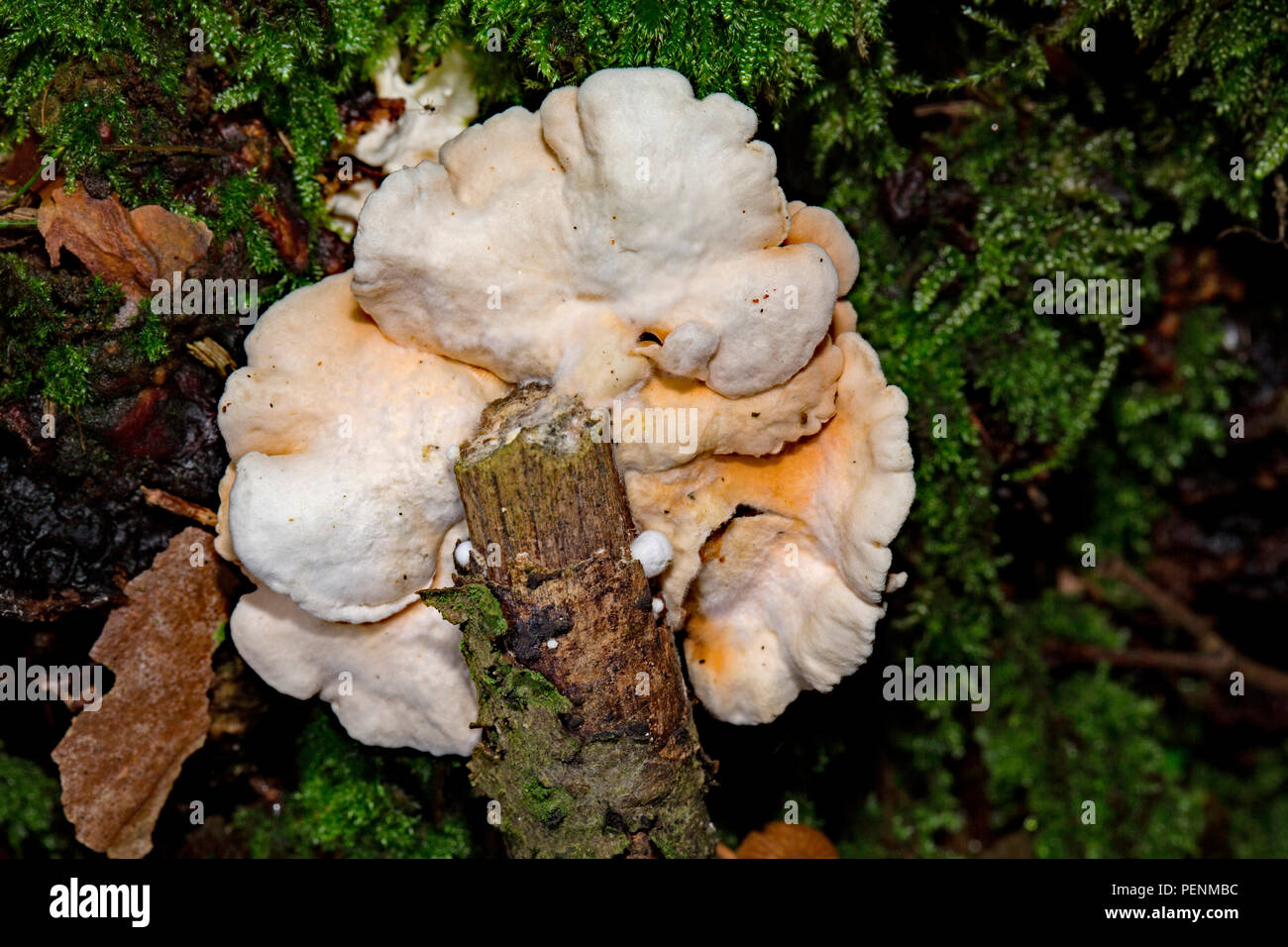 variable oysterling, (Crepidotus variabilis Stock Photo - Alamy