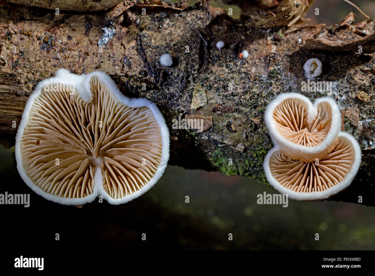 variable oysterling, (Crepidotus variabilis Stock Photo - Alamy