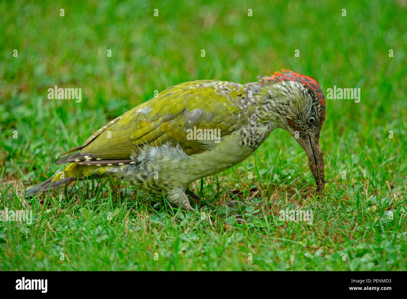 european green woodpecker, young male, (Picus viridis Stock Photo - Alamy