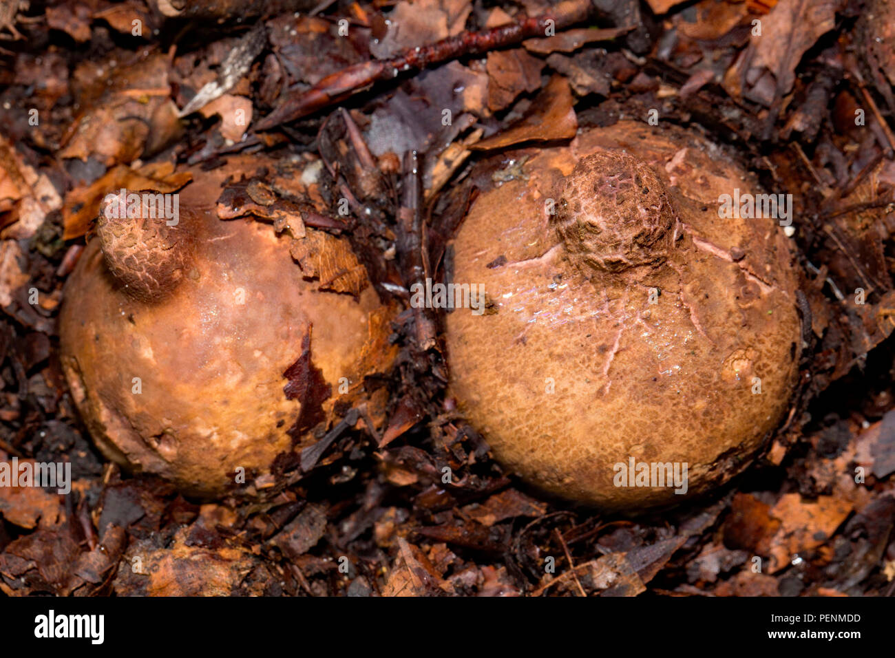 collared earthstar, (Geastrum triplex Stock Photo - Alamy