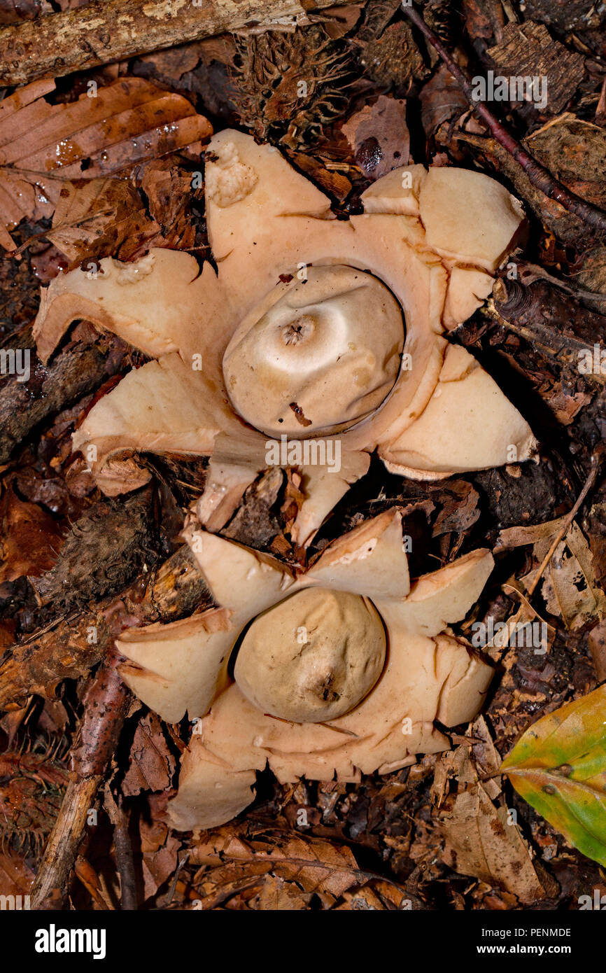 Collared earthstar geastrum triplex hi-res stock photography and images ...