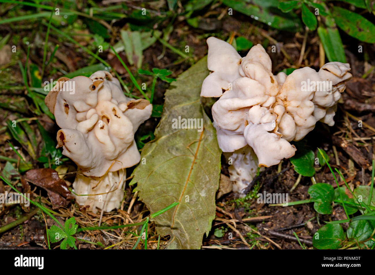Helvel hi-res stock photography and images - Alamy