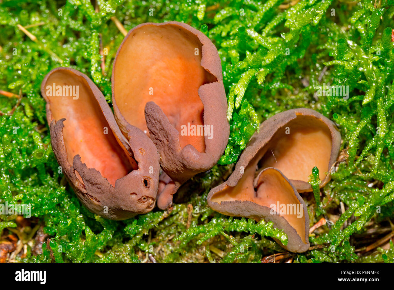 Toad's Ear Fungus, (Otidea Bufonia Stock Photo - Alamy