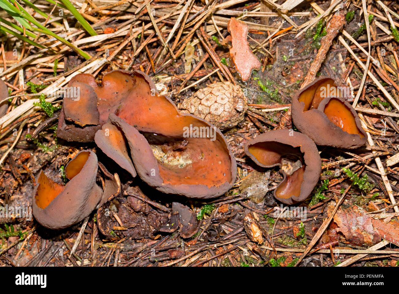 Toad's Ear Fungus, (Otidea Bufonia Stock Photo - Alamy