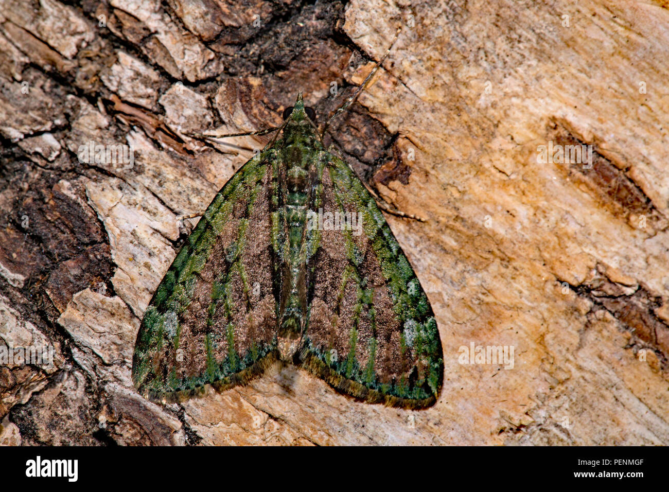 Red green carpet moths hi-res stock photography and images - Alamy