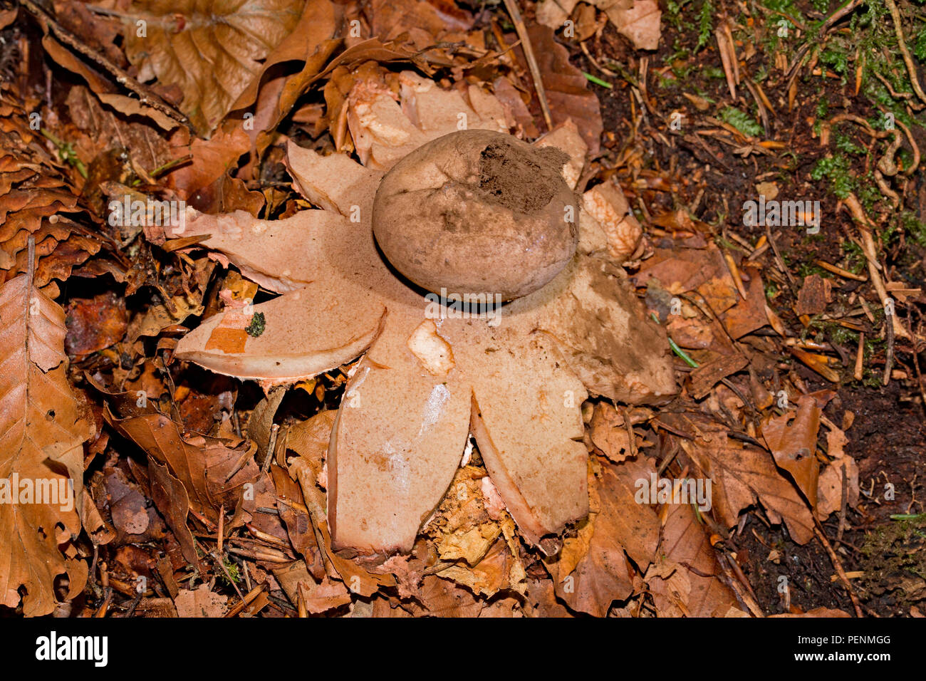 rosy earthstar, (Geastrum rufescens Stock Photo - Alamy