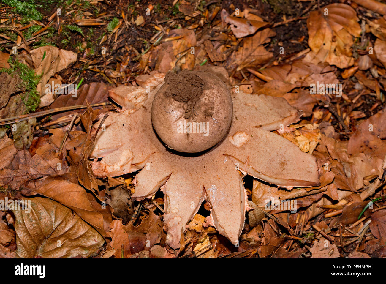 rosy earthstar, (Geastrum rufescens Stock Photo - Alamy