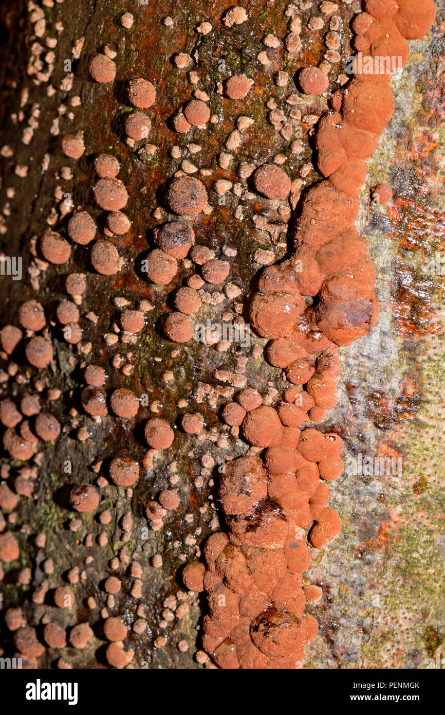 Beech Woodwart, (Hypoxylon fragiforme Stock Photo - Alamy