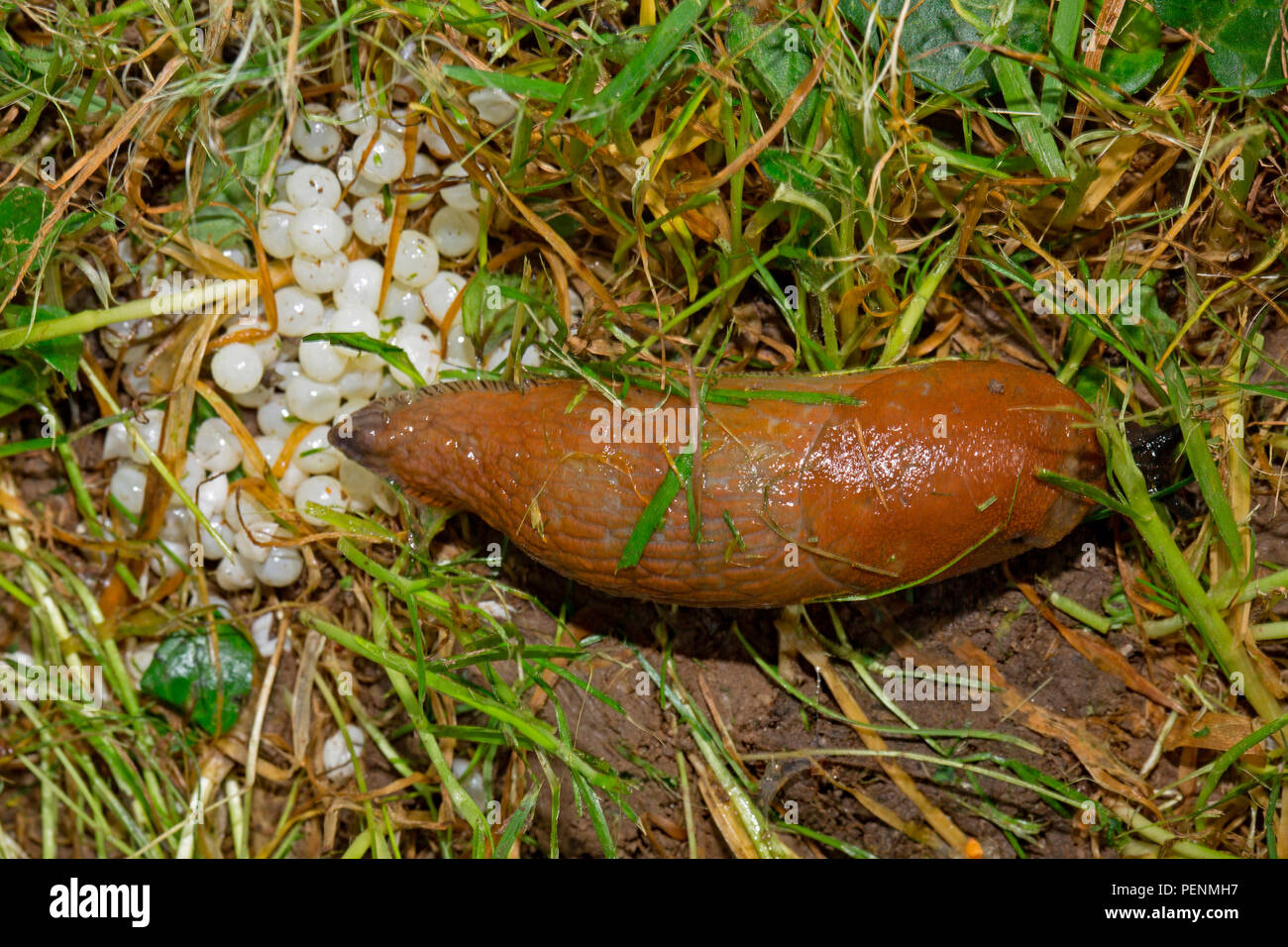 Slug eggs hi-res stock photography and images - Alamy