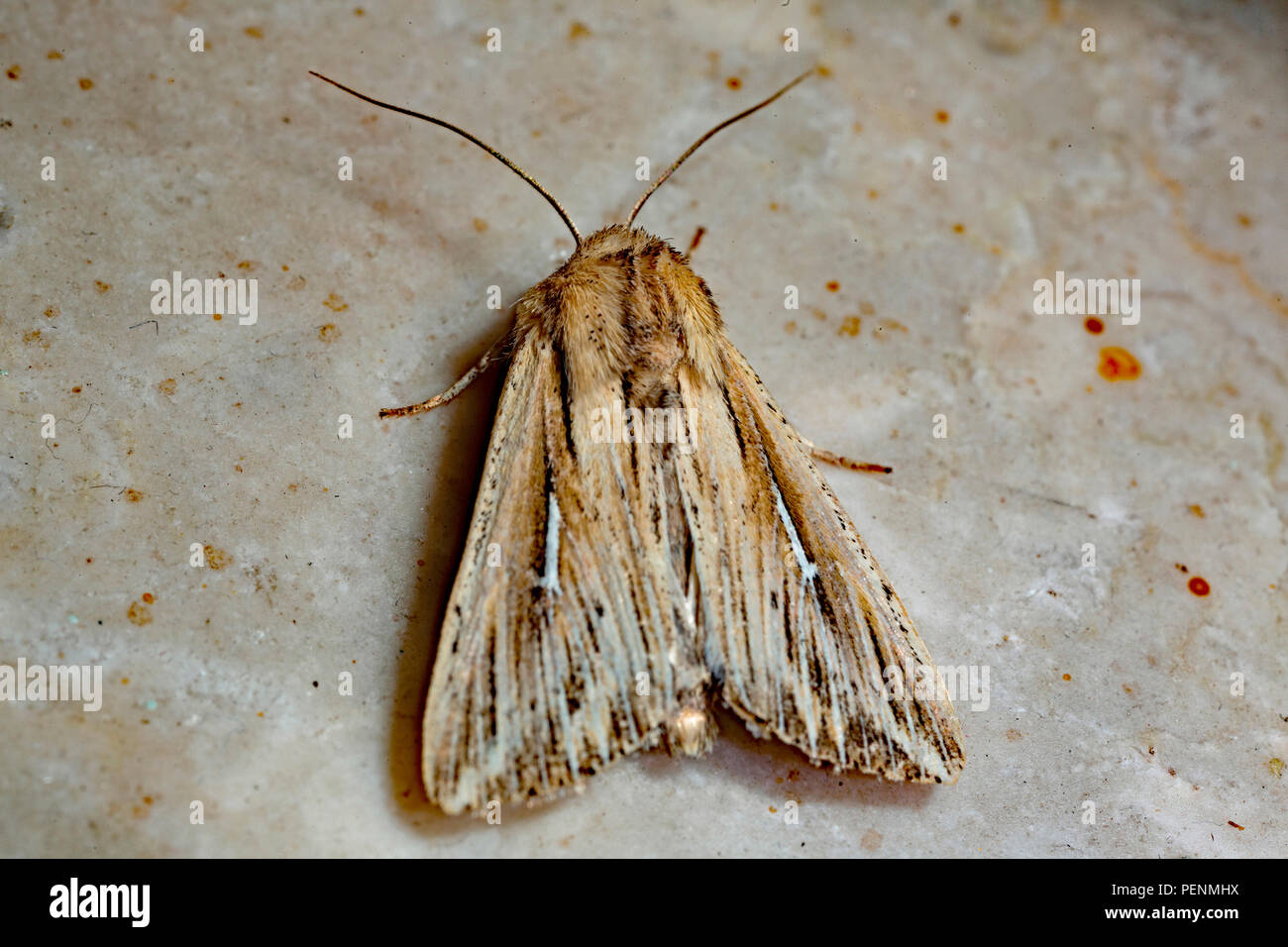 wainscot moth, (Mythimna l-album Stock Photo - Alamy