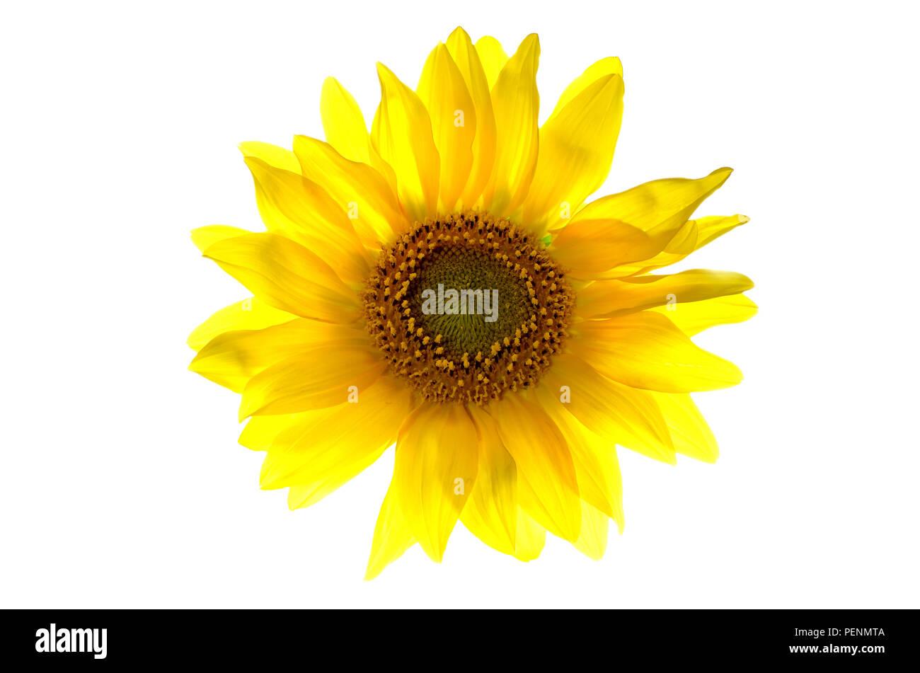 Sunflower isolated on white background Stock Photo - Alamy