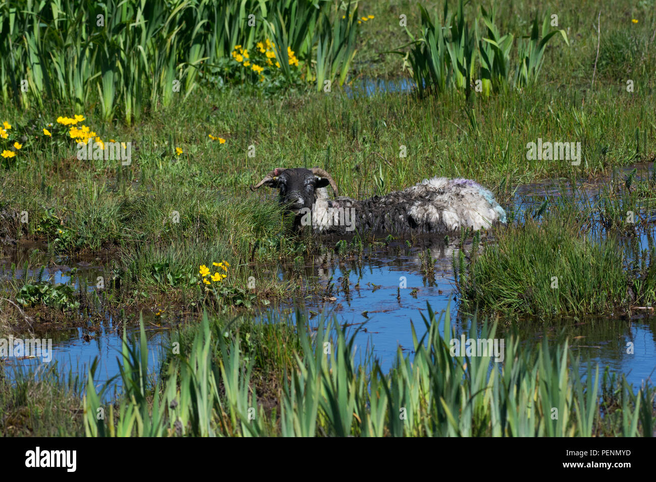 Ewe stuck in a bog on The Isle of Coll Scotland Stock Photo - Alamy
