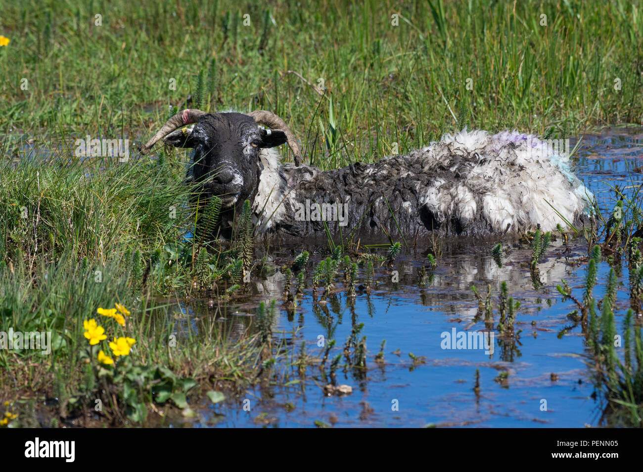 Bogged down hi-res stock photography and images - Alamy