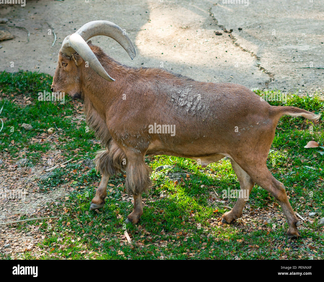 Male barbary sheep hi-res stock photography and images - Alamy