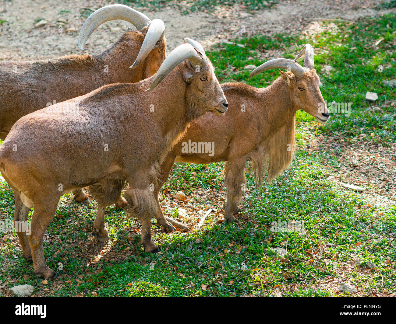 Barbary sheep or Ammotragus lervia group of three Stock Photo - Alamy