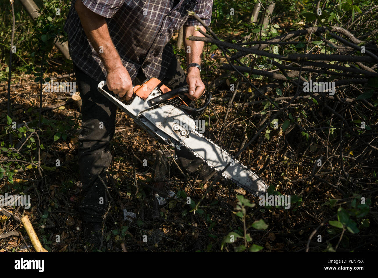 Lumberjack logger worker in cutting firewood timber tree in forest with ...