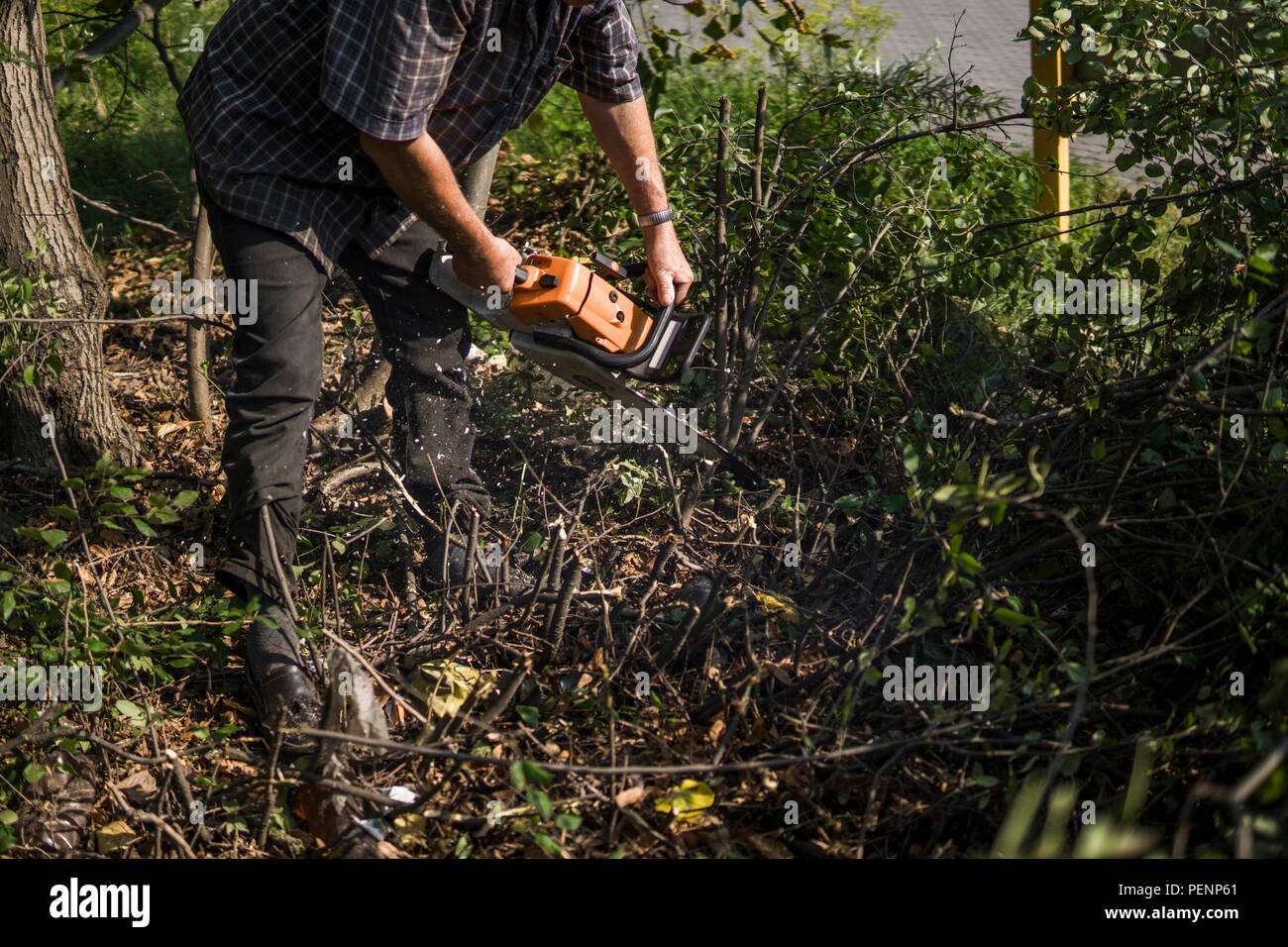 Lumberjack logger worker in cutting firewood timber tree in forest with ...
