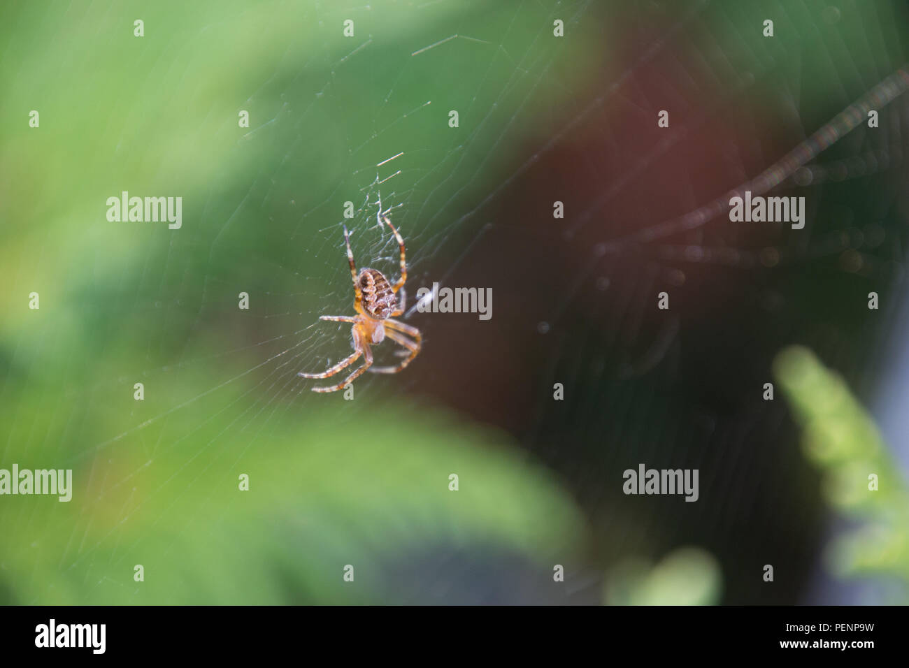 Beautiful Spider High Resolution Stock Photography and Images - Alamy
