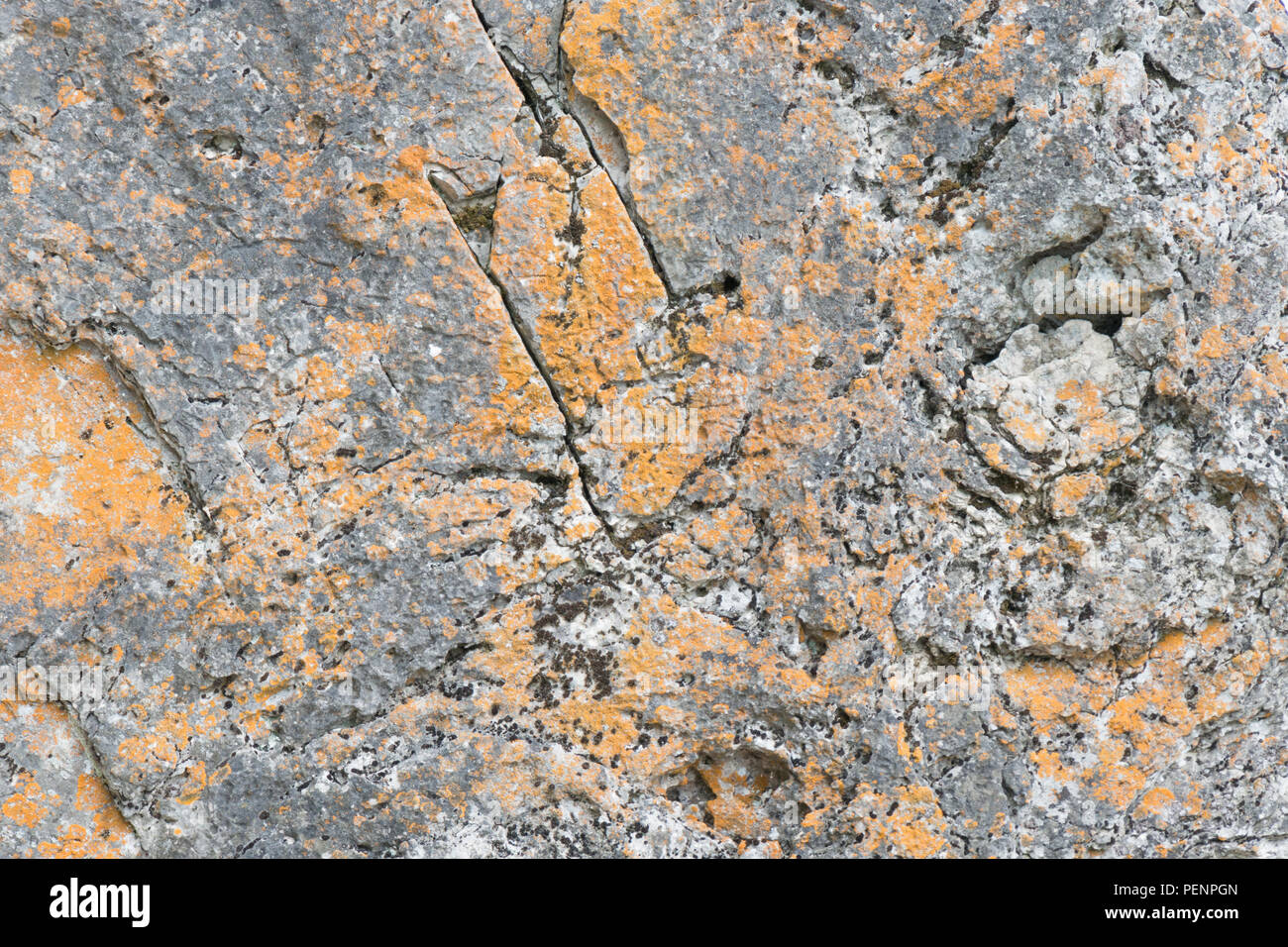 Established limestone boulder rock face with yellow and grey lichen ...